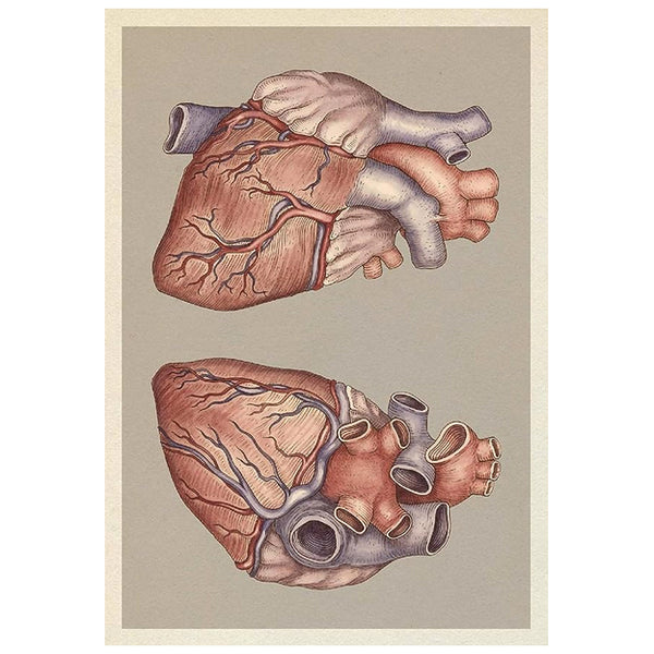 Anatomicum Postcards - Present Indicative