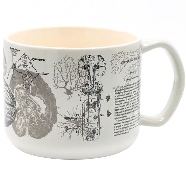 Brain Anatomy Mug – Present Indicative