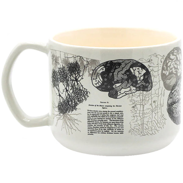 Brain Anatomy Mug – Present Indicative