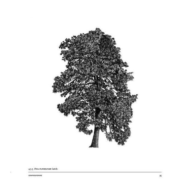 The Architecture of Trees – Present Indicative